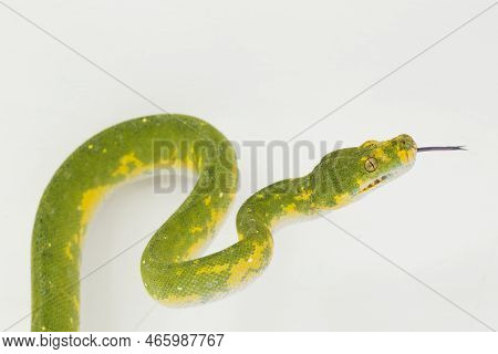 Green Tree Python Image & Photo (Free Trial) | Bigstock