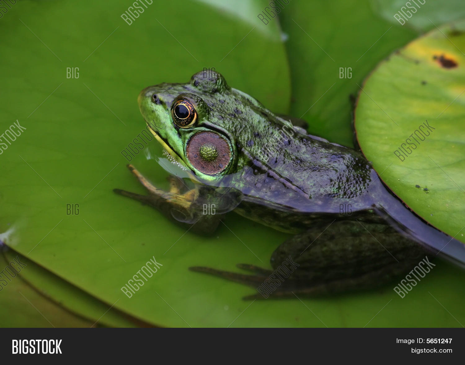 Frog On Lily Pad Image & Photo (Free Trial) | Bigstock