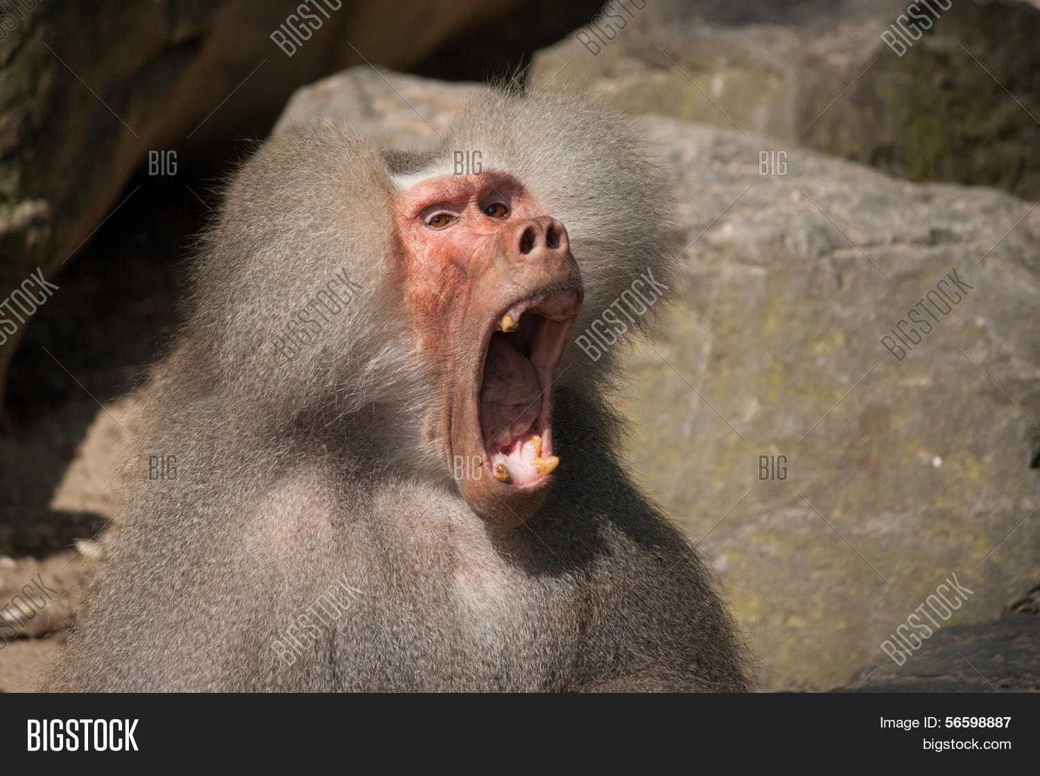 Baboon Mouth Wide Open Image & Photo (Free Trial) | Bigstock