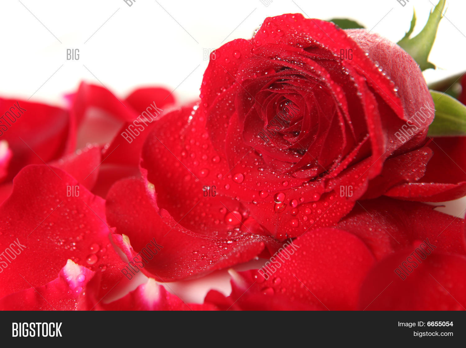 Red Rose Lying Among Image & Photo (Free Trial) | Bigstock