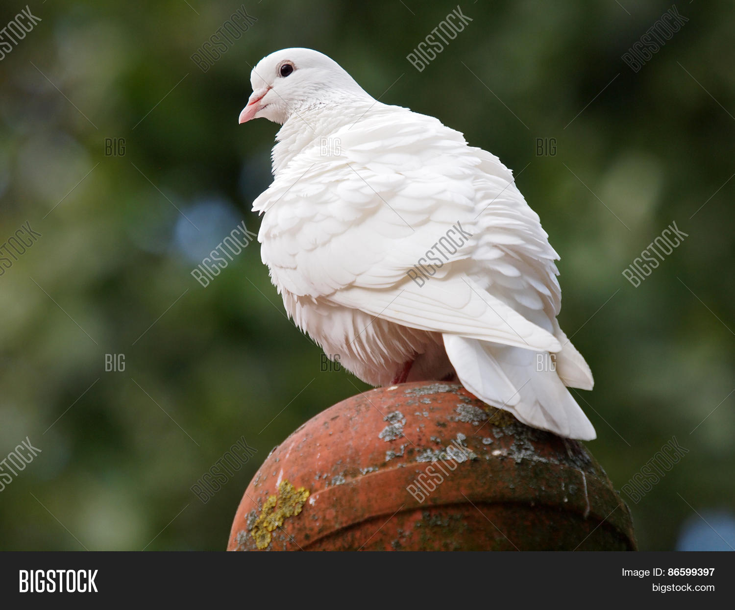 White Dove Image & Photo (Free Trial) | Bigstock
