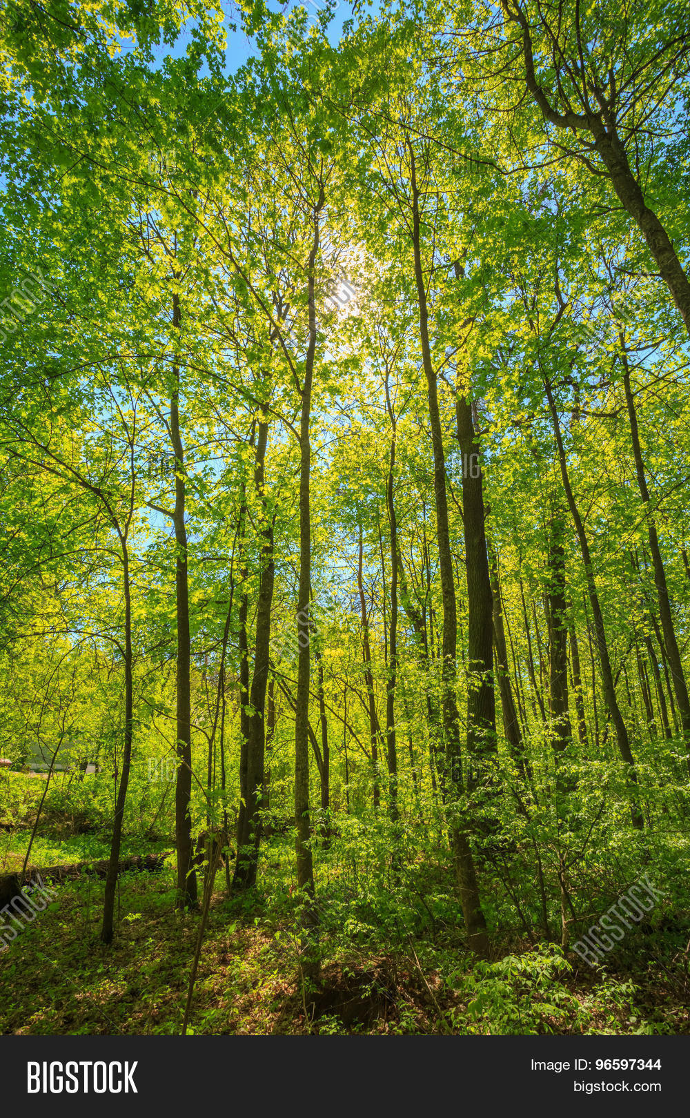 Spring Sun Shining Image & Photo (Free Trial) | Bigstock