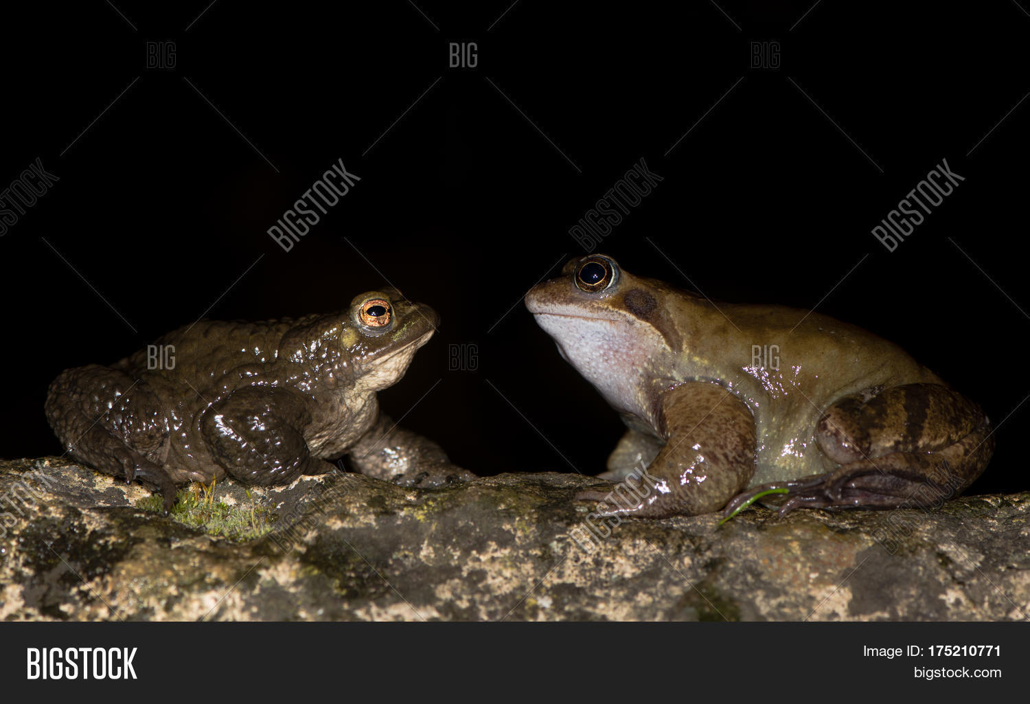 Common Frog (Rana Image & Photo (Free Trial) | Bigstock