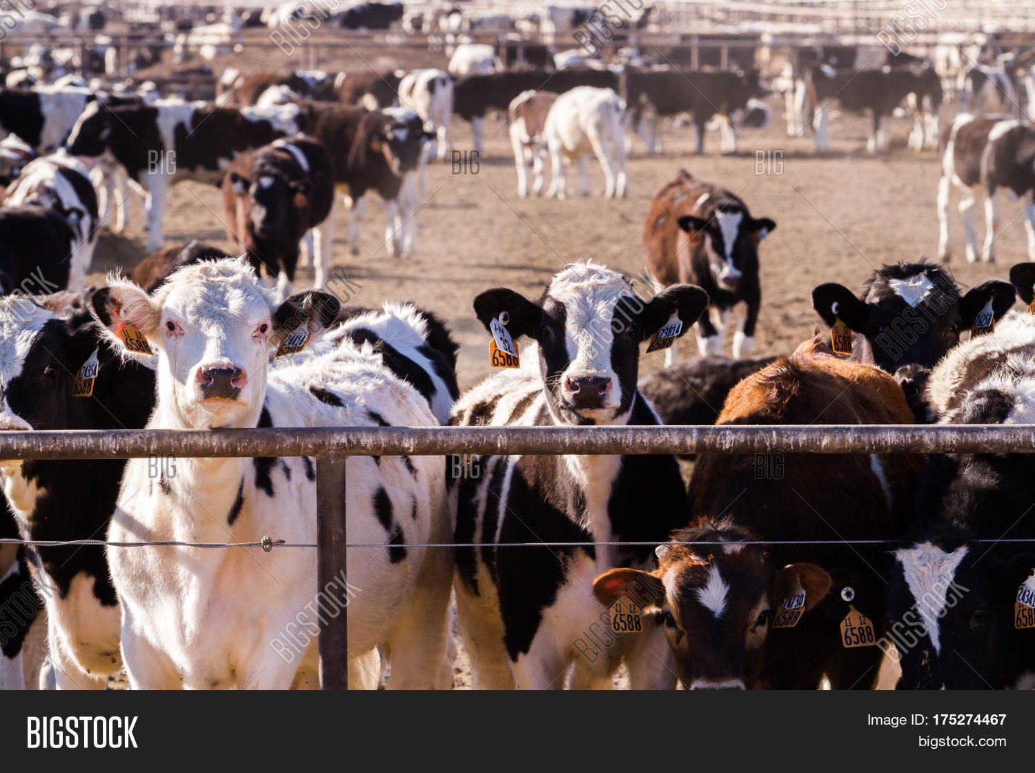 Cattle Outdoor Feedlot Image & Photo (Free Trial) | Bigstock