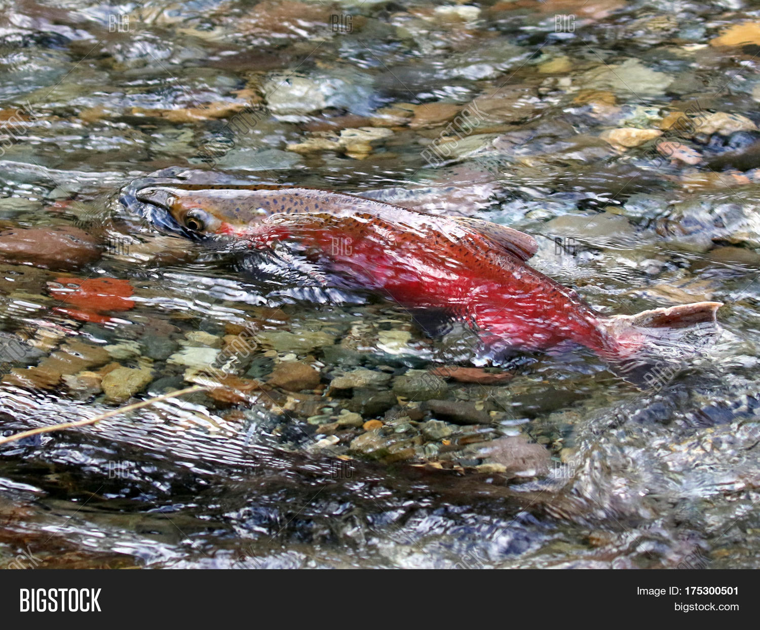 Spawning Coho Salmon Image & Photo (Free Trial) | Bigstock