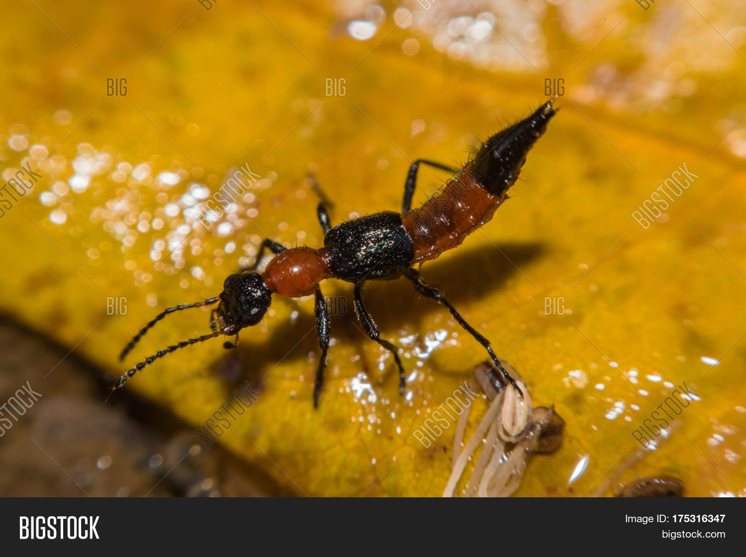 Insect Paederus Image & Photo (Free Trial) | Bigstock