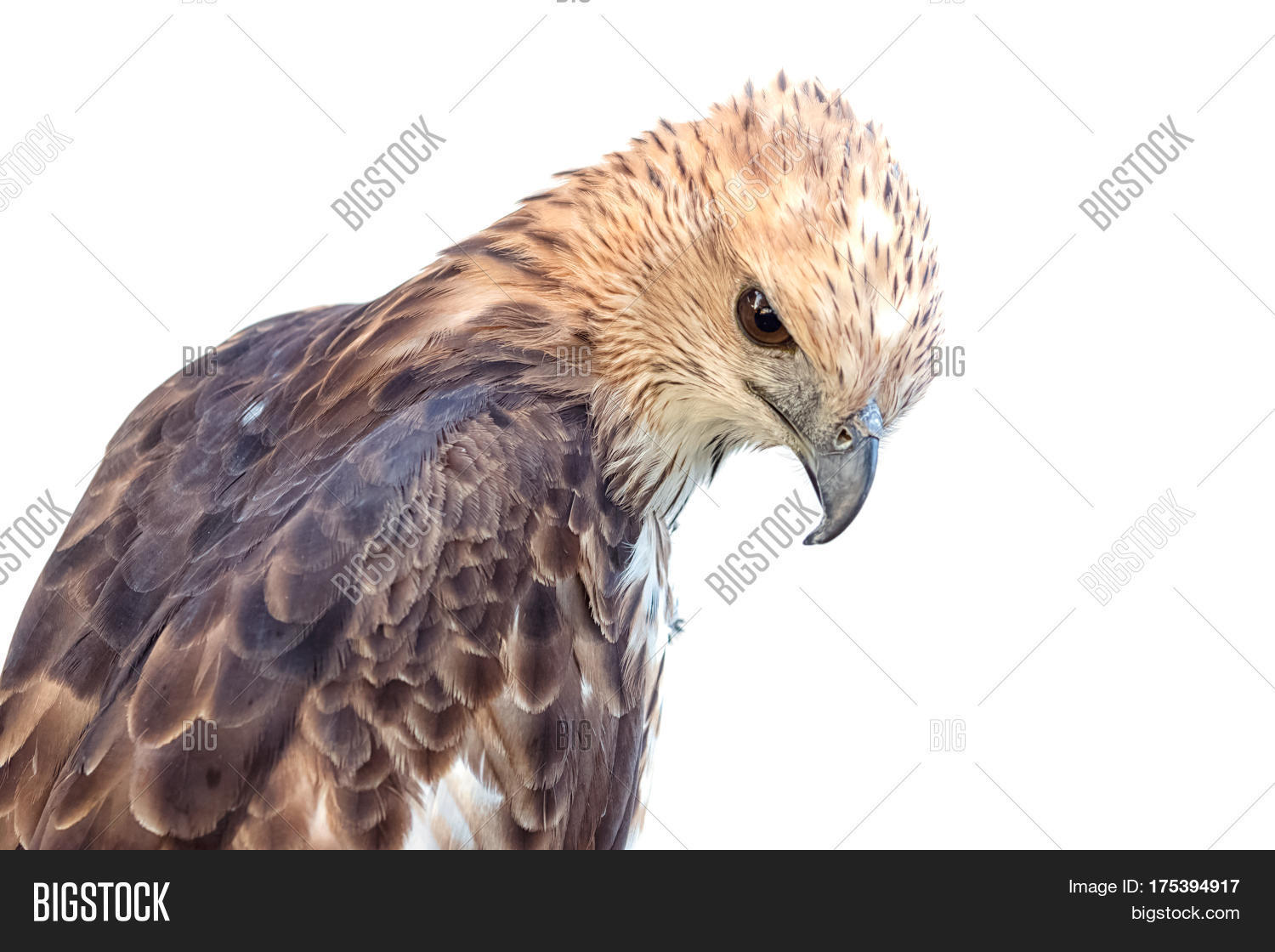 Changeable Hawk Eagle Image & Photo (Free Trial) | Bigstock