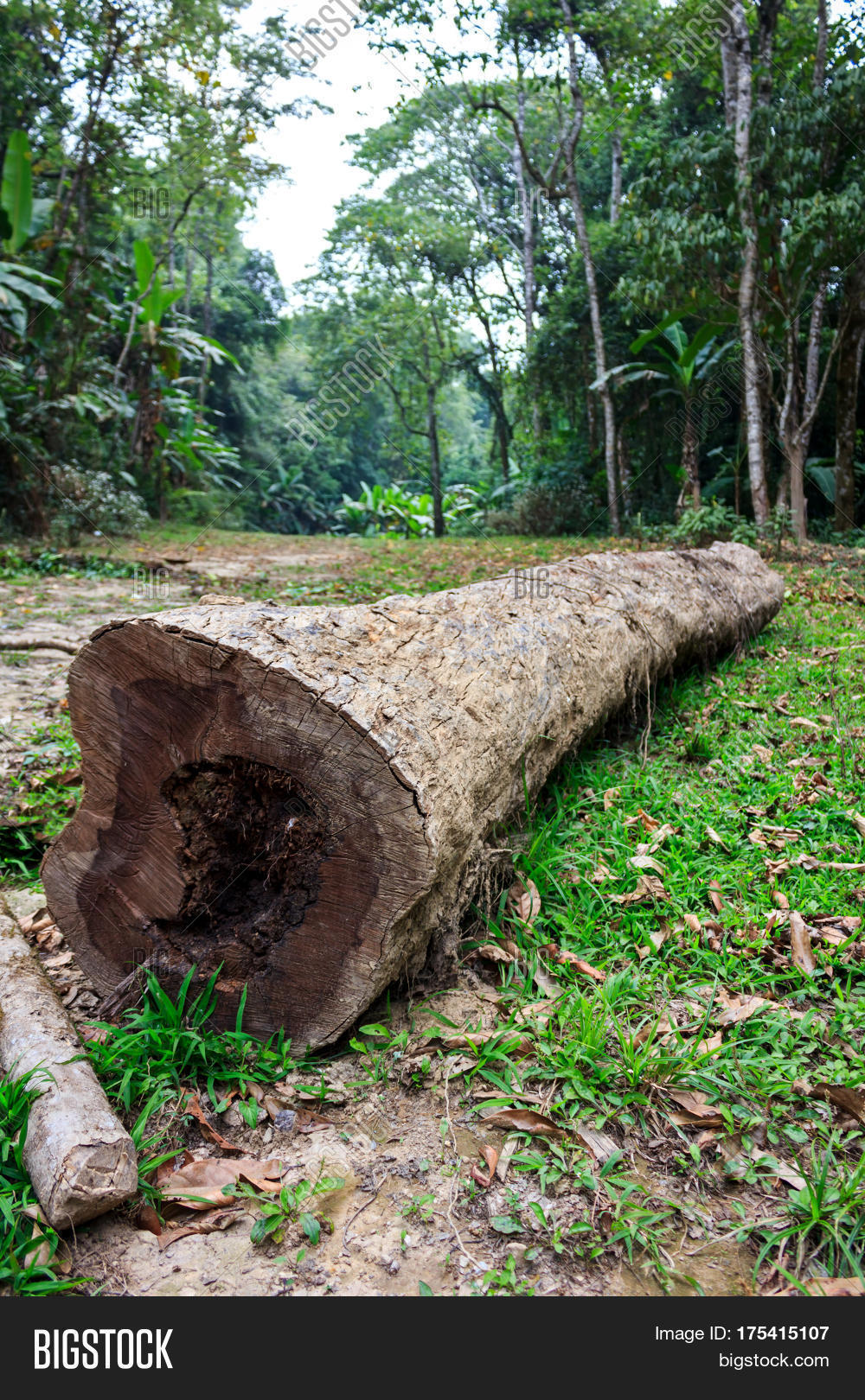 Trunk Fallen Tree Image & Photo (Free Trial) | Bigstock