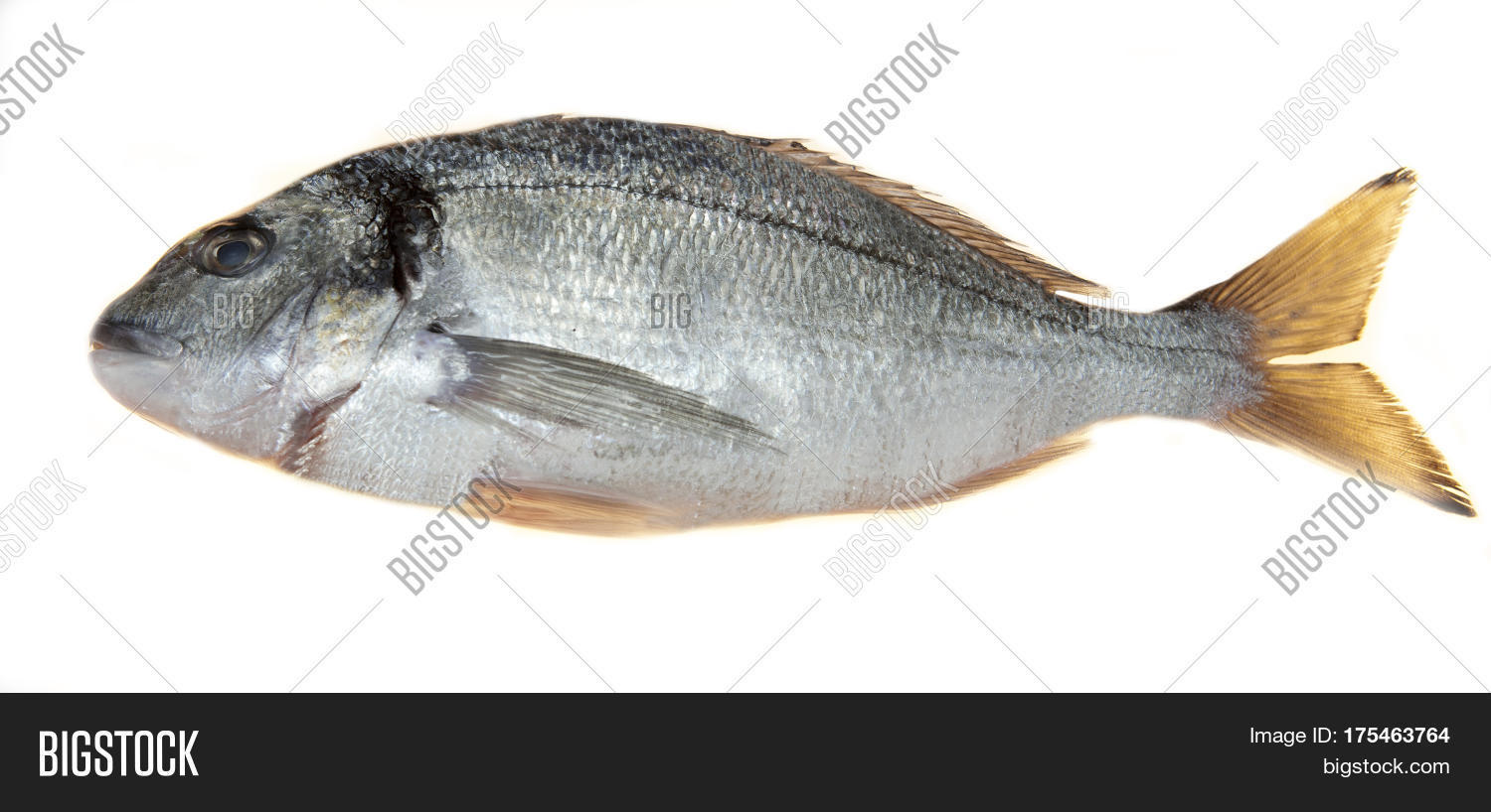 Fish Sea Bass Closeup Image & Photo (Free Trial) | Bigstock