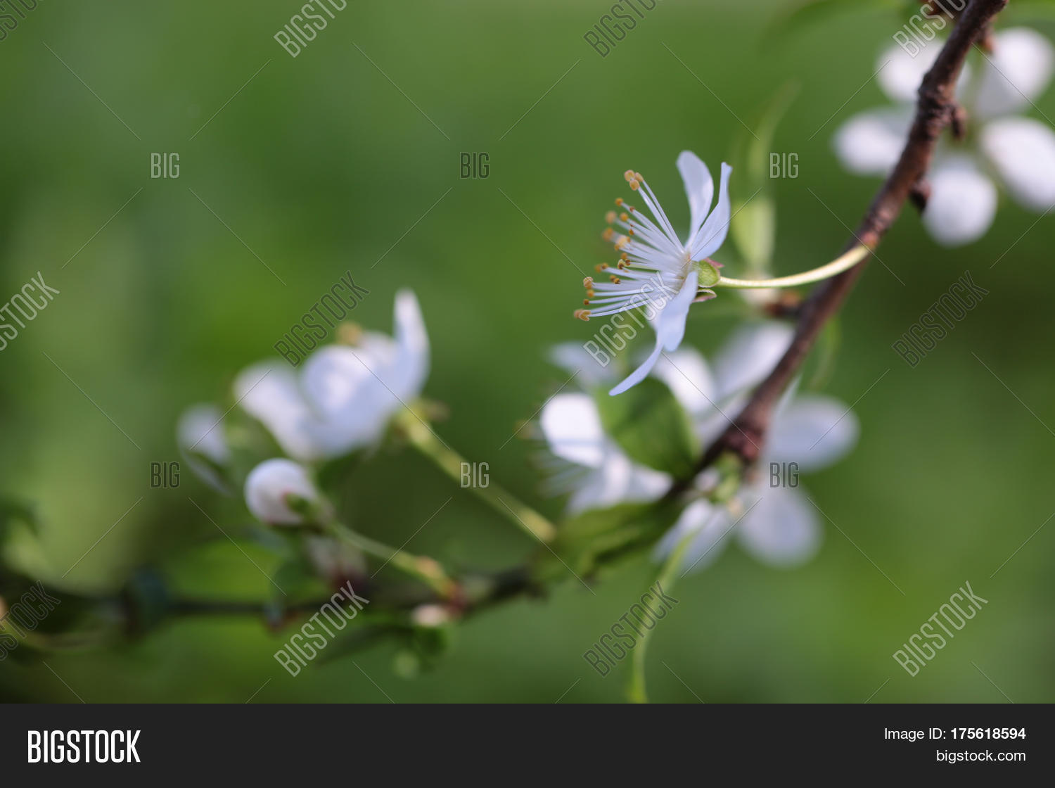 White Sakura Flower Image & Photo (Free Trial) | Bigstock