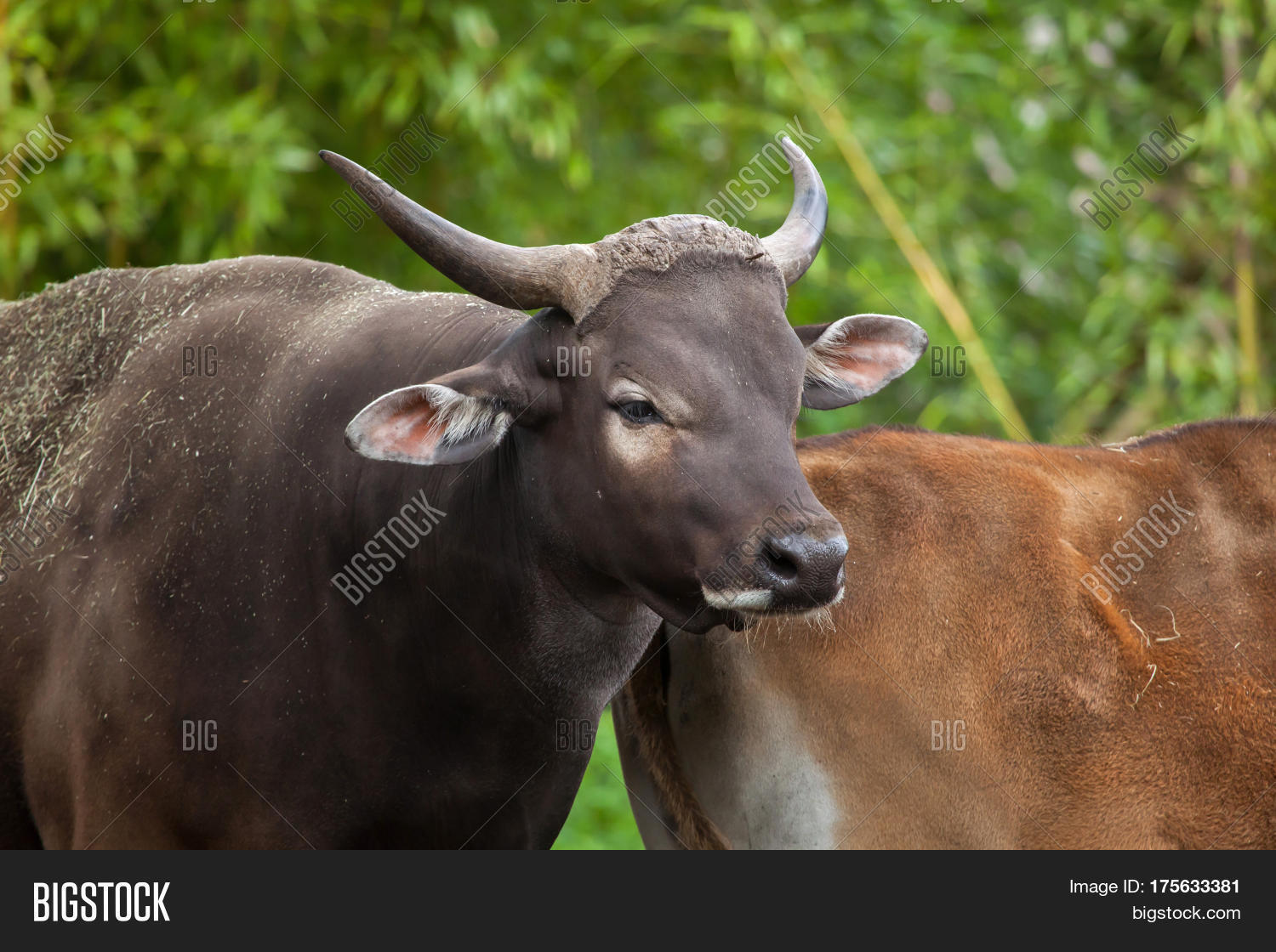 Javan Banteng (Bos Image & Photo (Free Trial) | Bigstock
