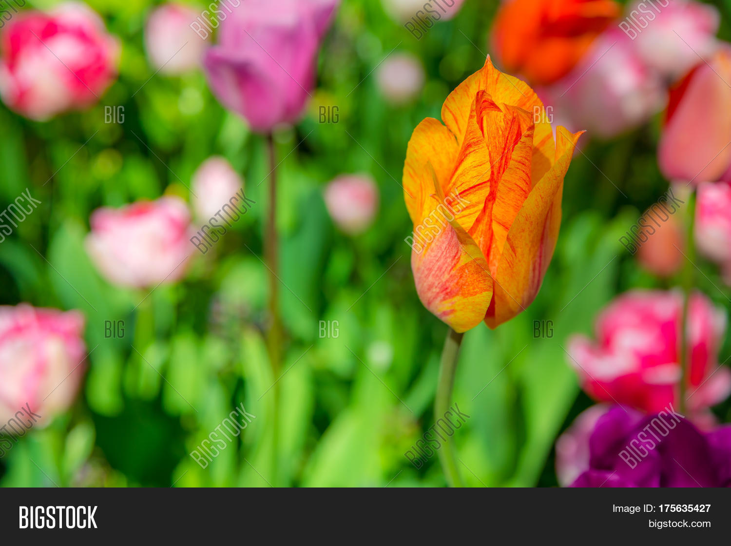 Tulip. One Tulip Image & Photo (Free Trial) | Bigstock