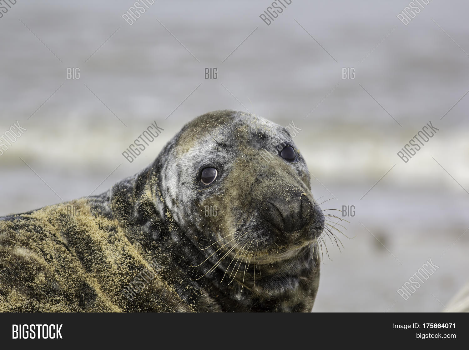 Sad Looking Seal Puppy Image & Photo (Free Trial) | Bigstock