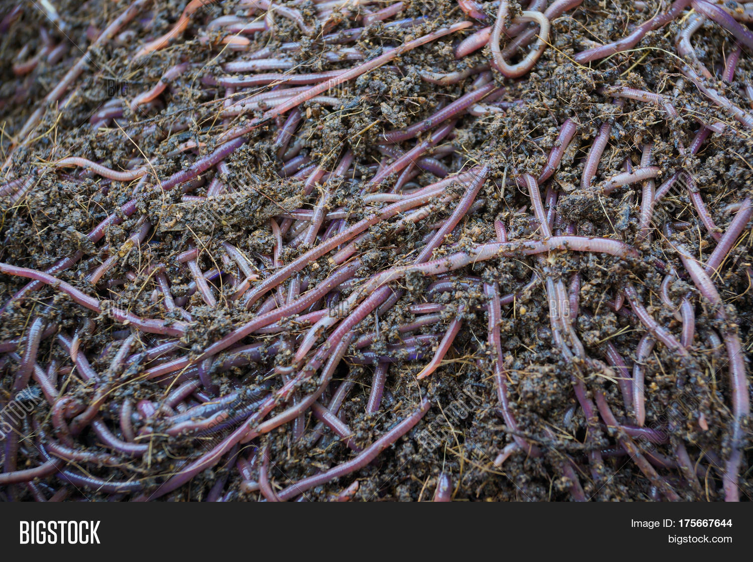 Earthworm Farm / Using Image & Photo (Free Trial) | Bigstock