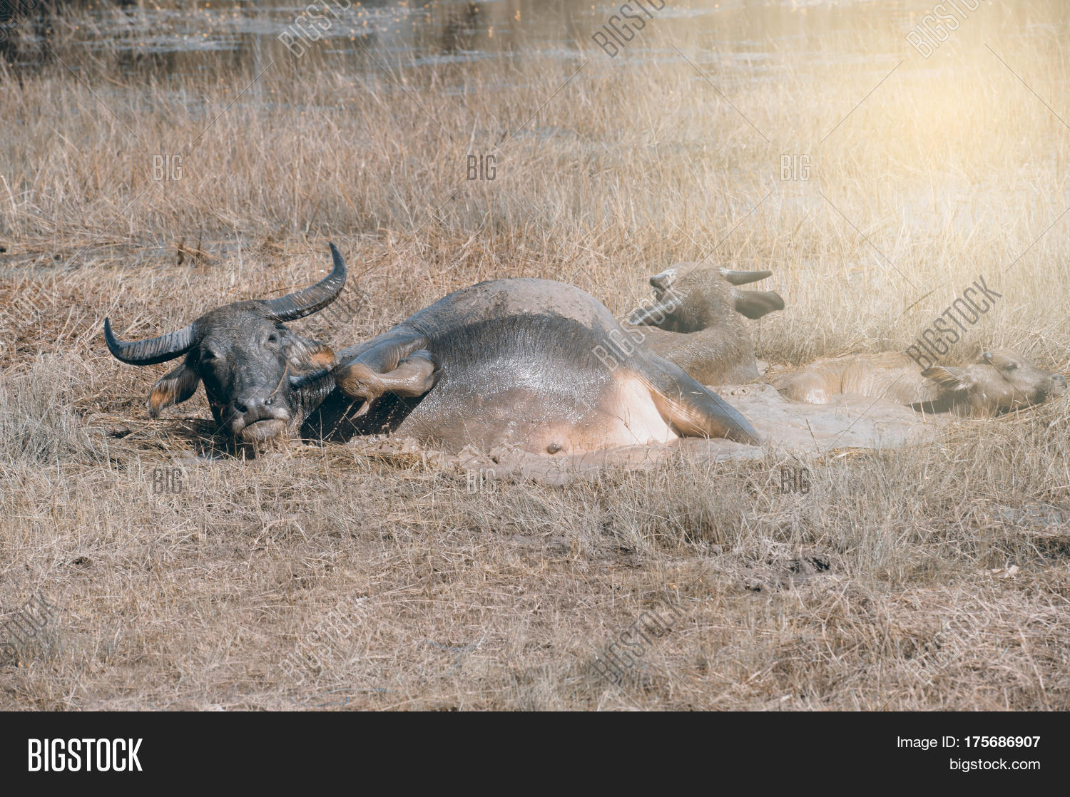 Buffalo Family Resting Image & Photo (Free Trial) | Bigstock