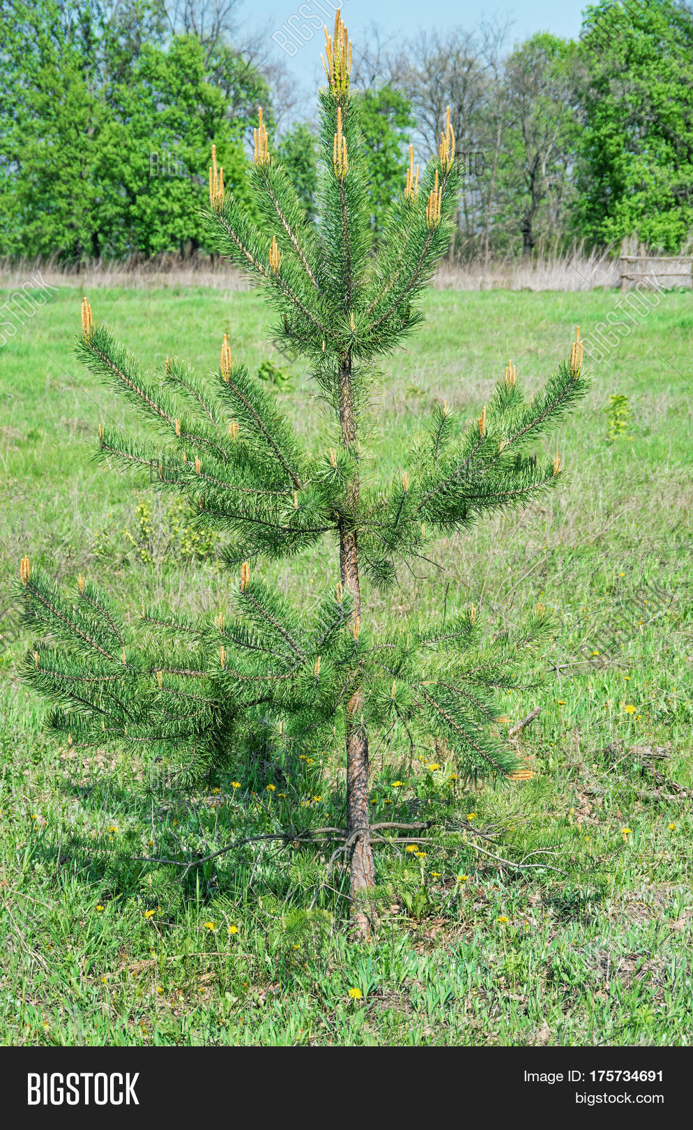 Small Pine Tree Image & Photo (Free Trial) | Bigstock