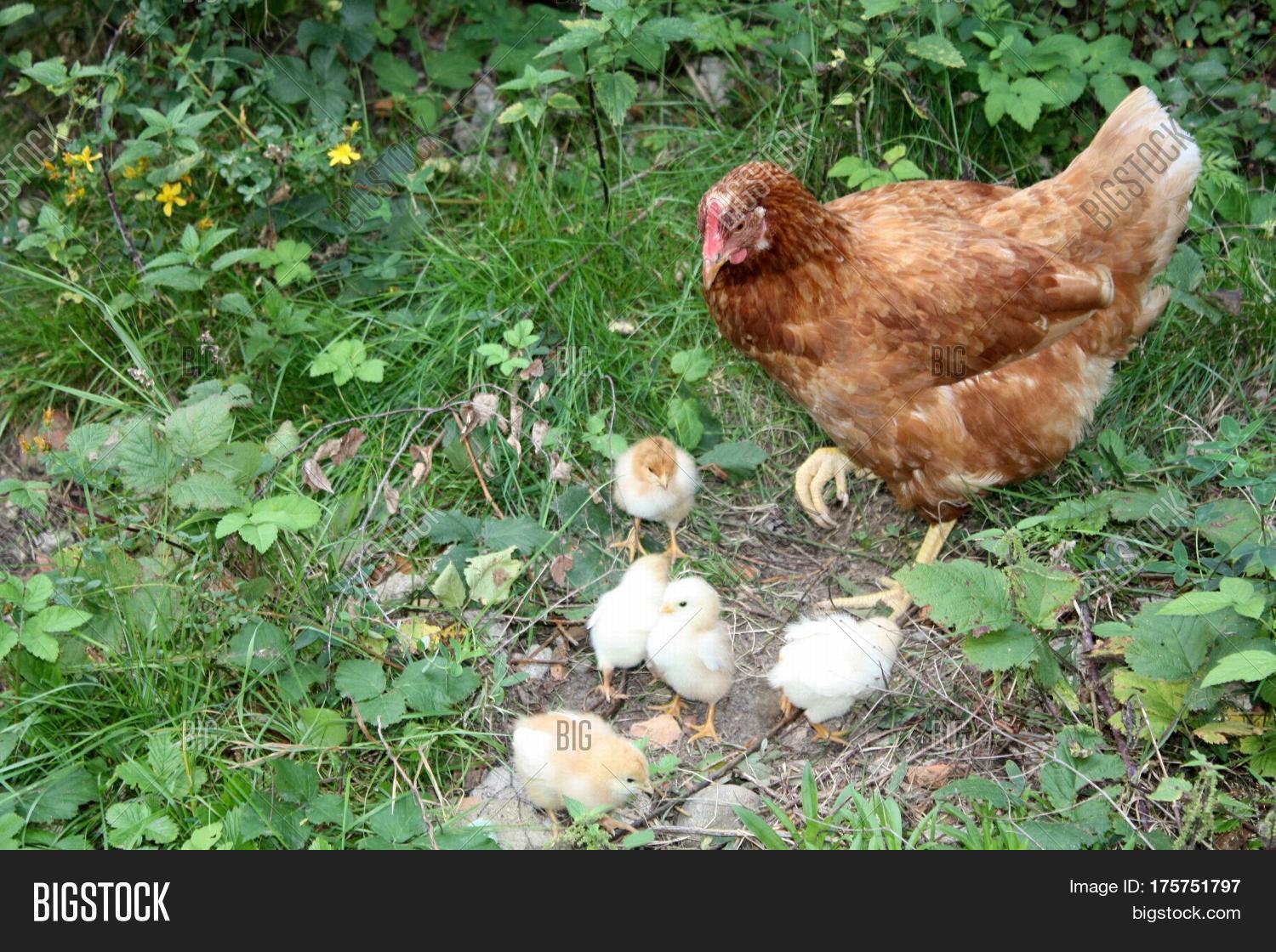 Hen Little Yellow Image & Photo (Free Trial) | Bigstock