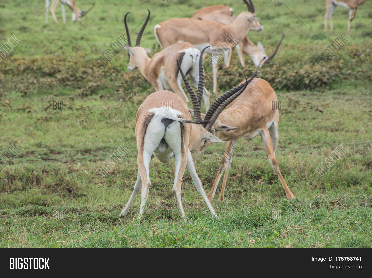 Male Thomson's Gazelle Image & Photo (Free Trial) | Bigstock