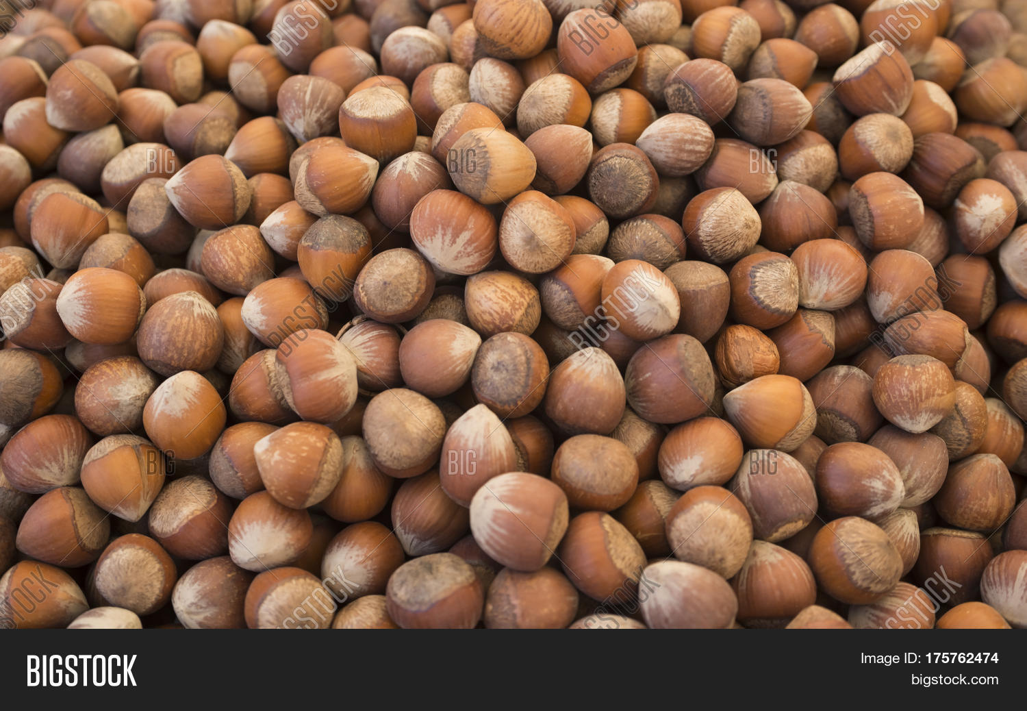 Hazelnuts Photo, Image & Photo (Free Trial) | Bigstock
