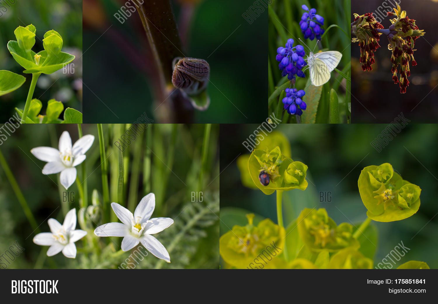 Fresh Spring Motives Image & Photo (Free Trial) | Bigstock