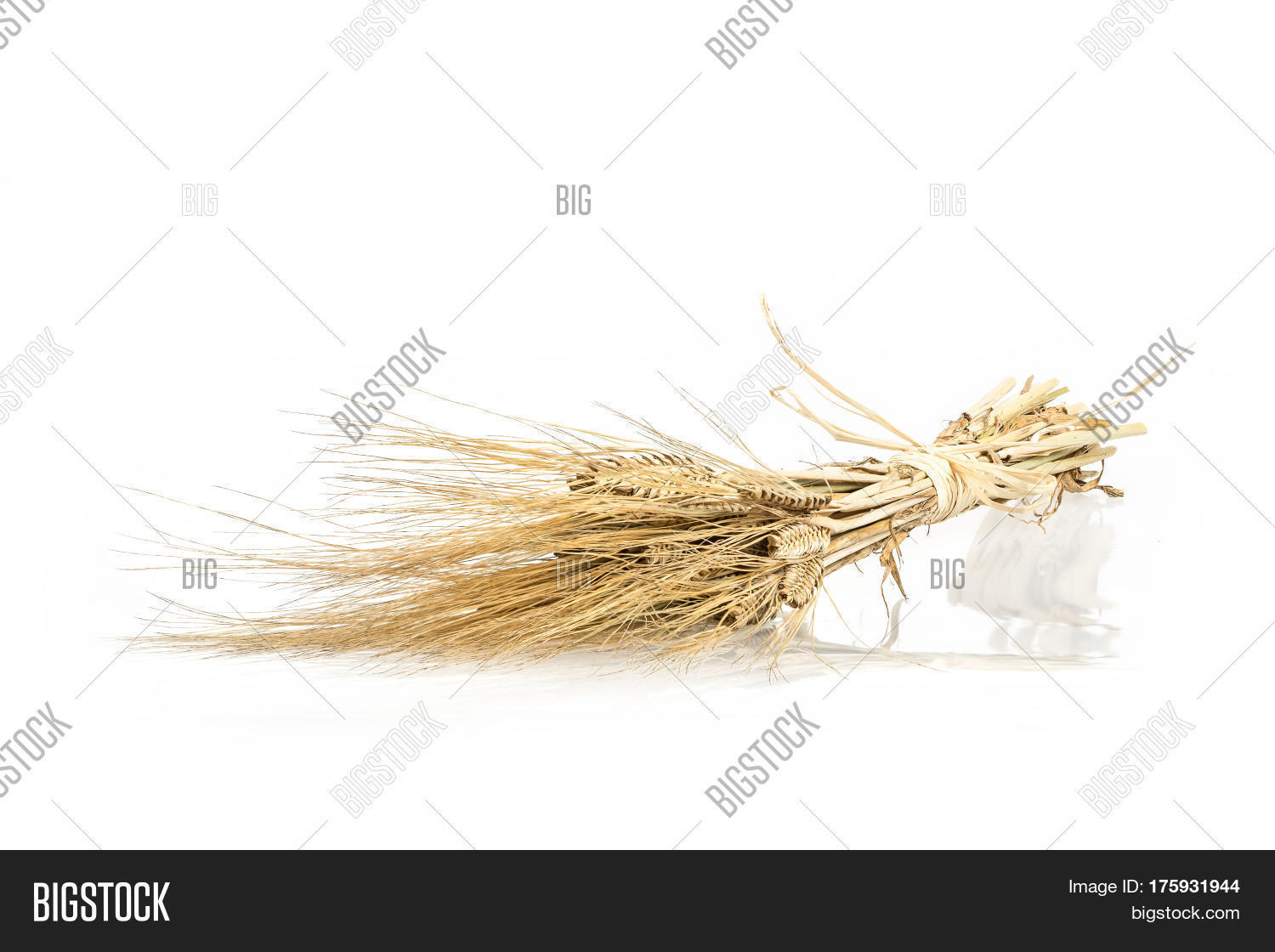 Barley Bunch Isolated Image & Photo (Free Trial) | Bigstock