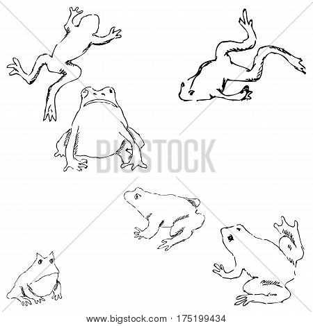Frogs. Sketch By Hand Vector & Photo (Free Trial) | Bigstock
