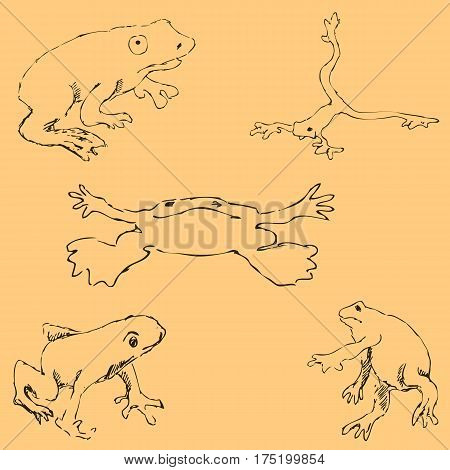 Frogs. Sketch By Hand Vector & Photo (Free Trial) | Bigstock