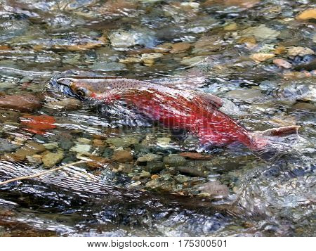 Spawning Coho Salmon Image & Photo (Free Trial) | Bigstock