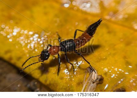 Insect Paederus Image & Photo (Free Trial) | Bigstock