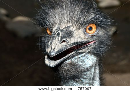 Emu Beak Image & Photo (Free Trial) | Bigstock