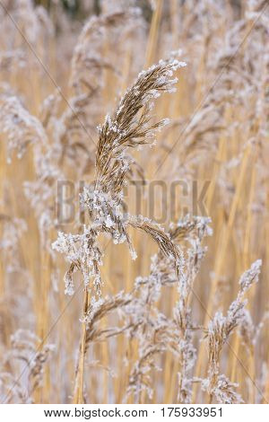 Common Reed Icy Cold Image & Photo (Free Trial) | Bigstock