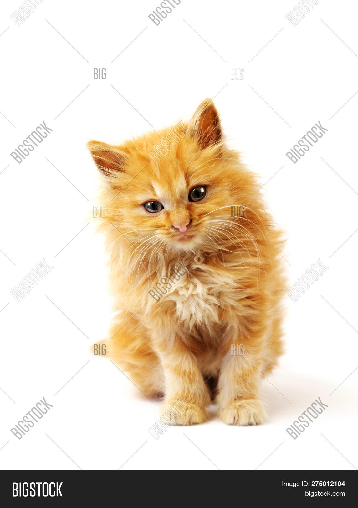 Cute Sad Red Kitten On Image & Photo (Free Trial) | Bigstock