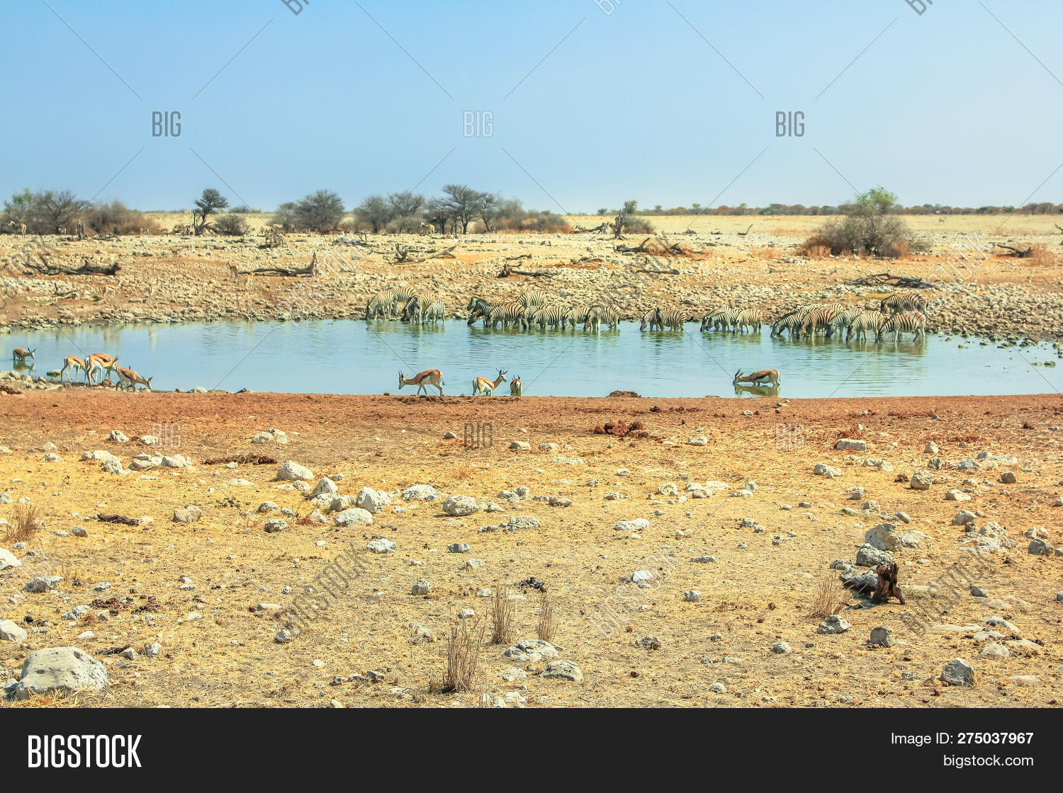 Namibian Savannah Image & Photo (Free Trial) | Bigstock
