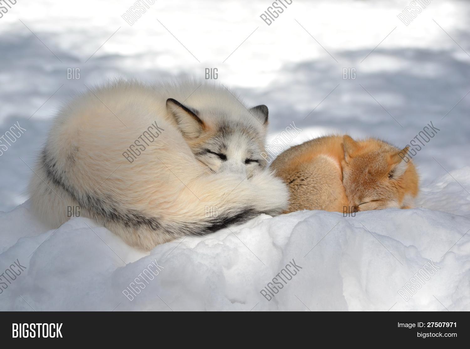 Swift Fox Red Fox Image & Photo (Free Trial) | Bigstock