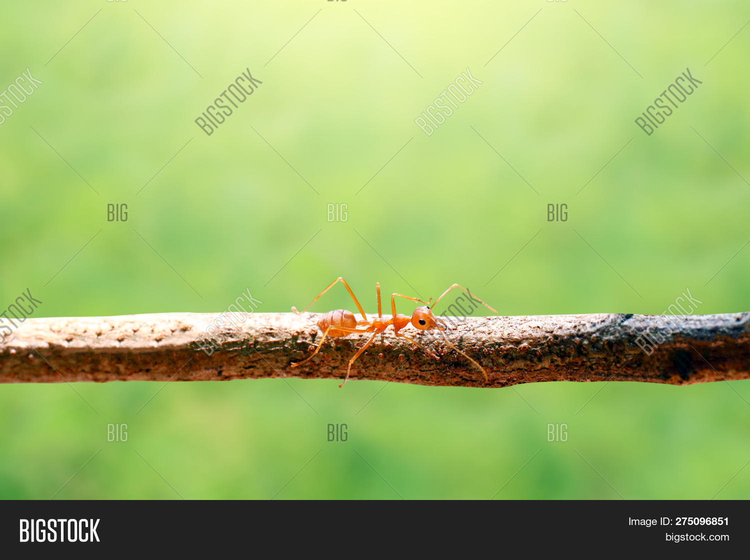 Red Ant, Single Red Image & Photo (Free Trial) | Bigstock