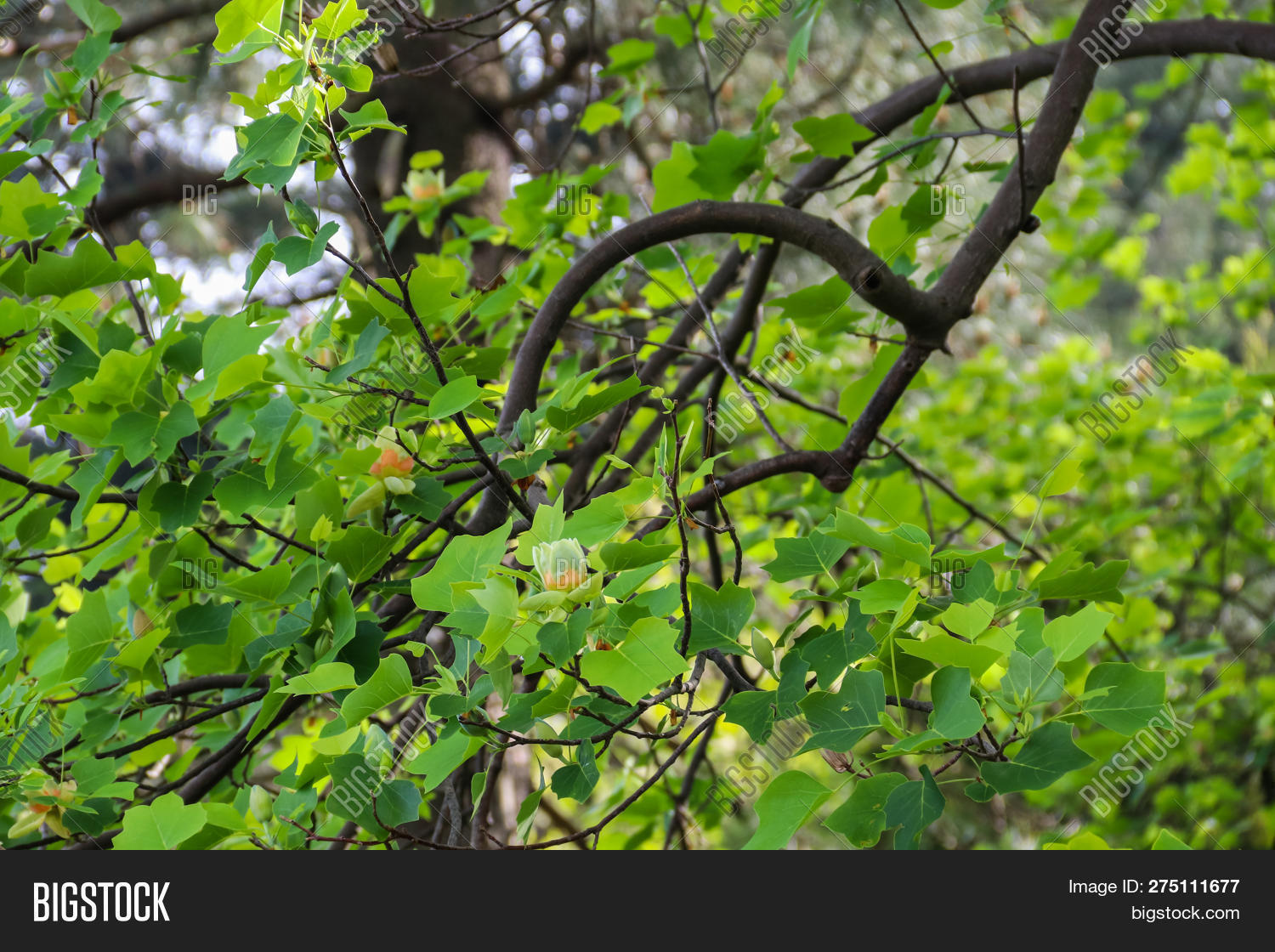 Blossom Tulip Tree ( Image & Photo (Free Trial) | Bigstock