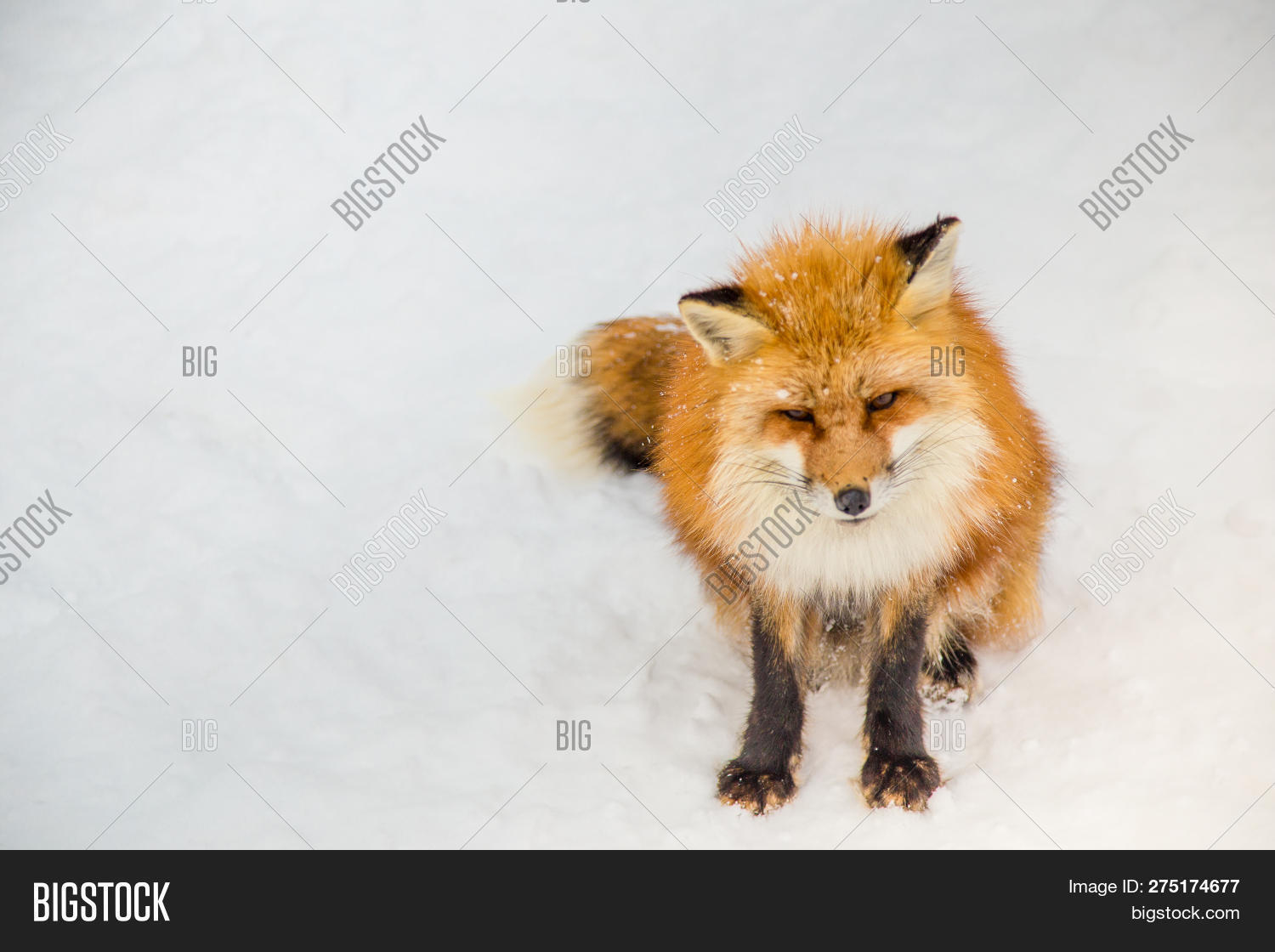 Japanese Red Fox Snow Image & Photo (Free Trial) | Bigstock