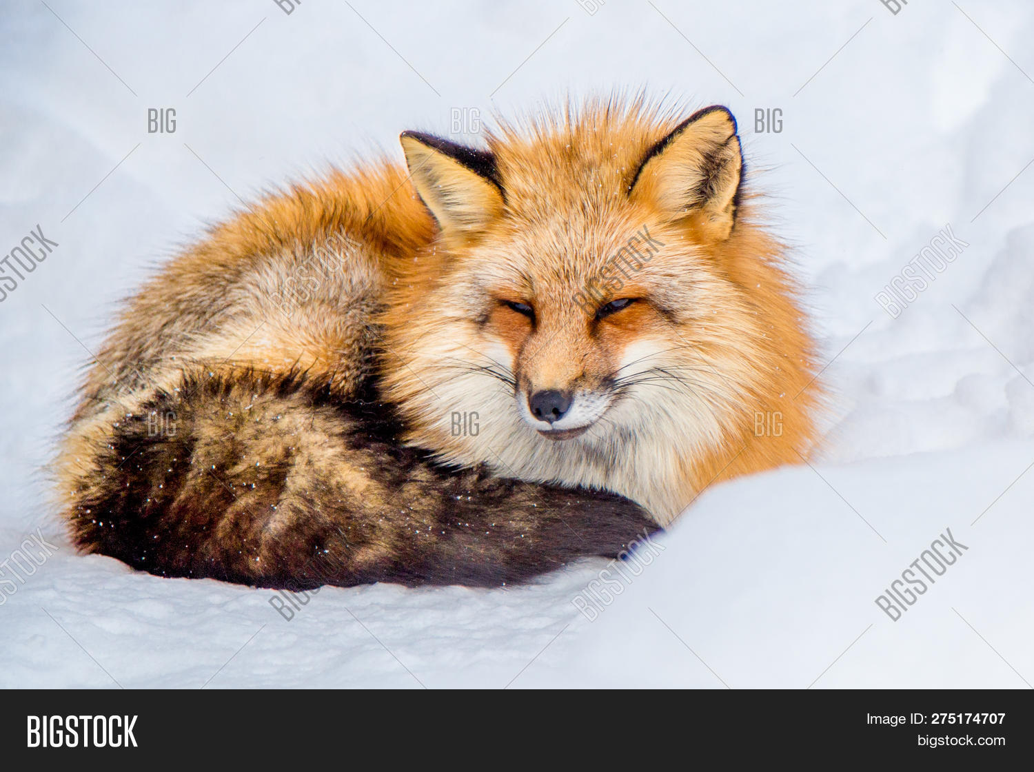 Japanese Red Fox Snow Image & Photo (Free Trial) | Bigstock