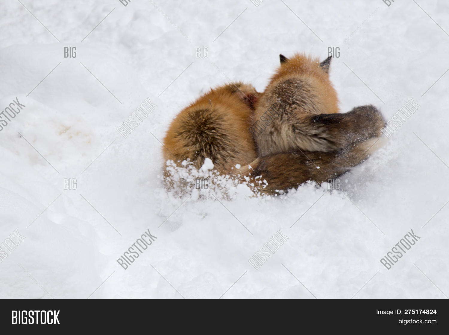 Japanese Red Fox Snow Image & Photo (Free Trial) | Bigstock