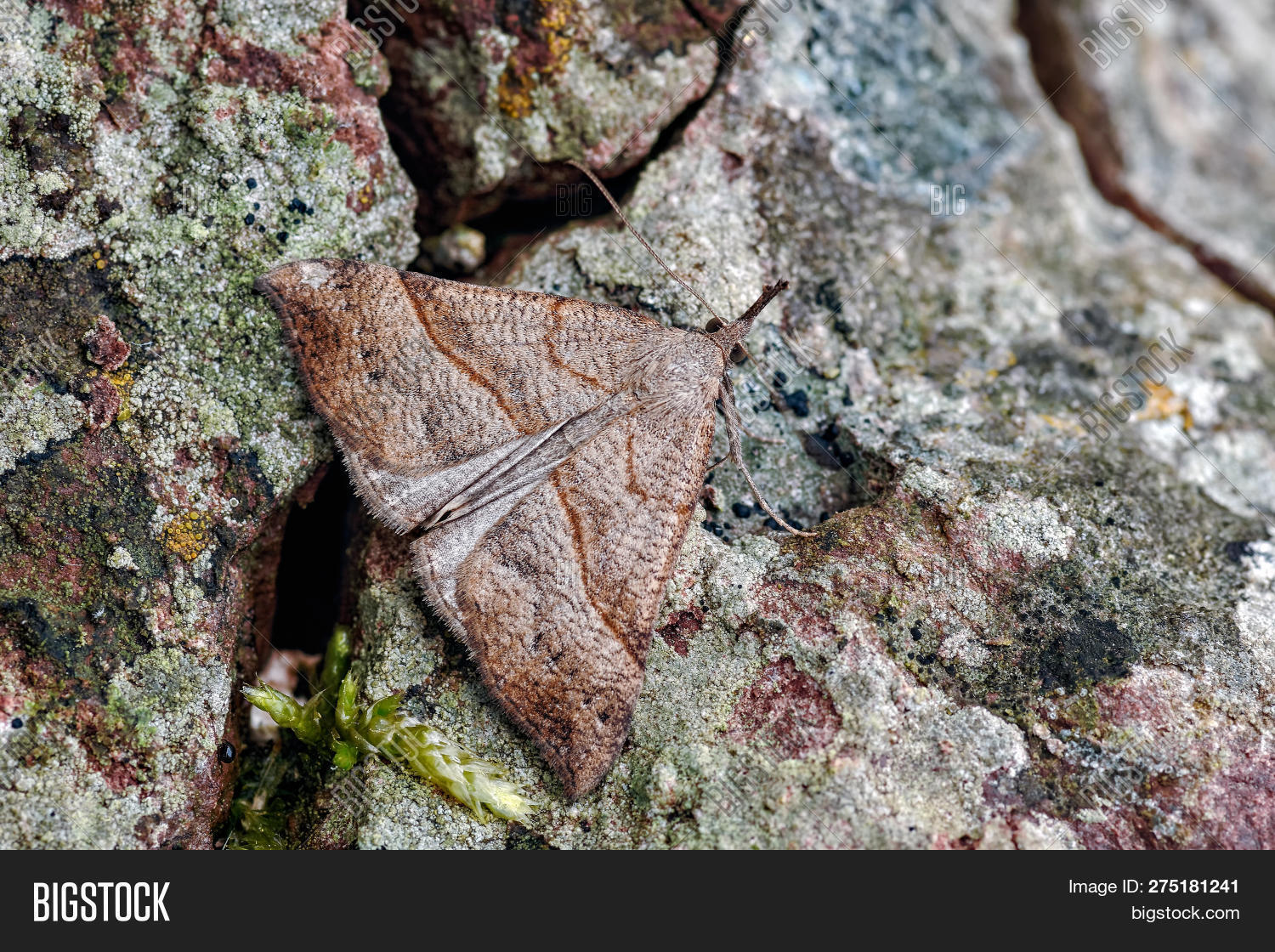 This Snout Macro Moth Image & Photo (Free Trial) | Bigstock