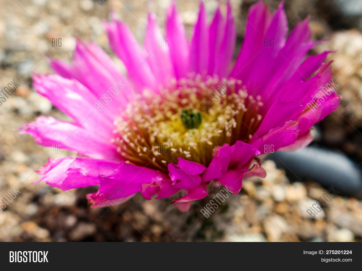 Blooming Coryphantha Image & Photo (Free Trial) | Bigstock