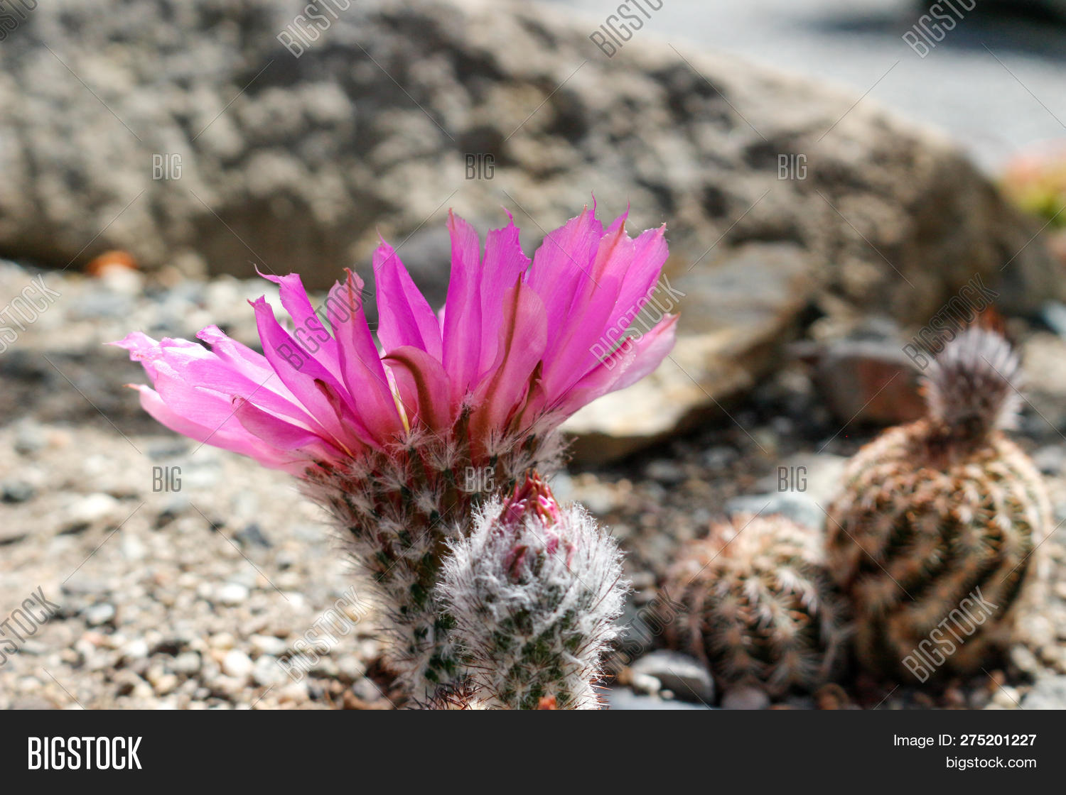 Blooming Coryphantha Image & Photo (Free Trial) | Bigstock