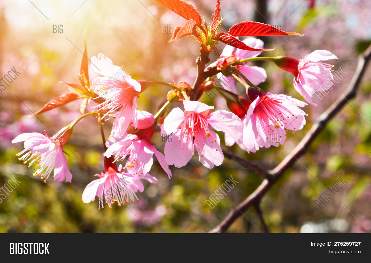 Wild Himalayan Cherry Image & Photo (Free Trial) | Bigstock