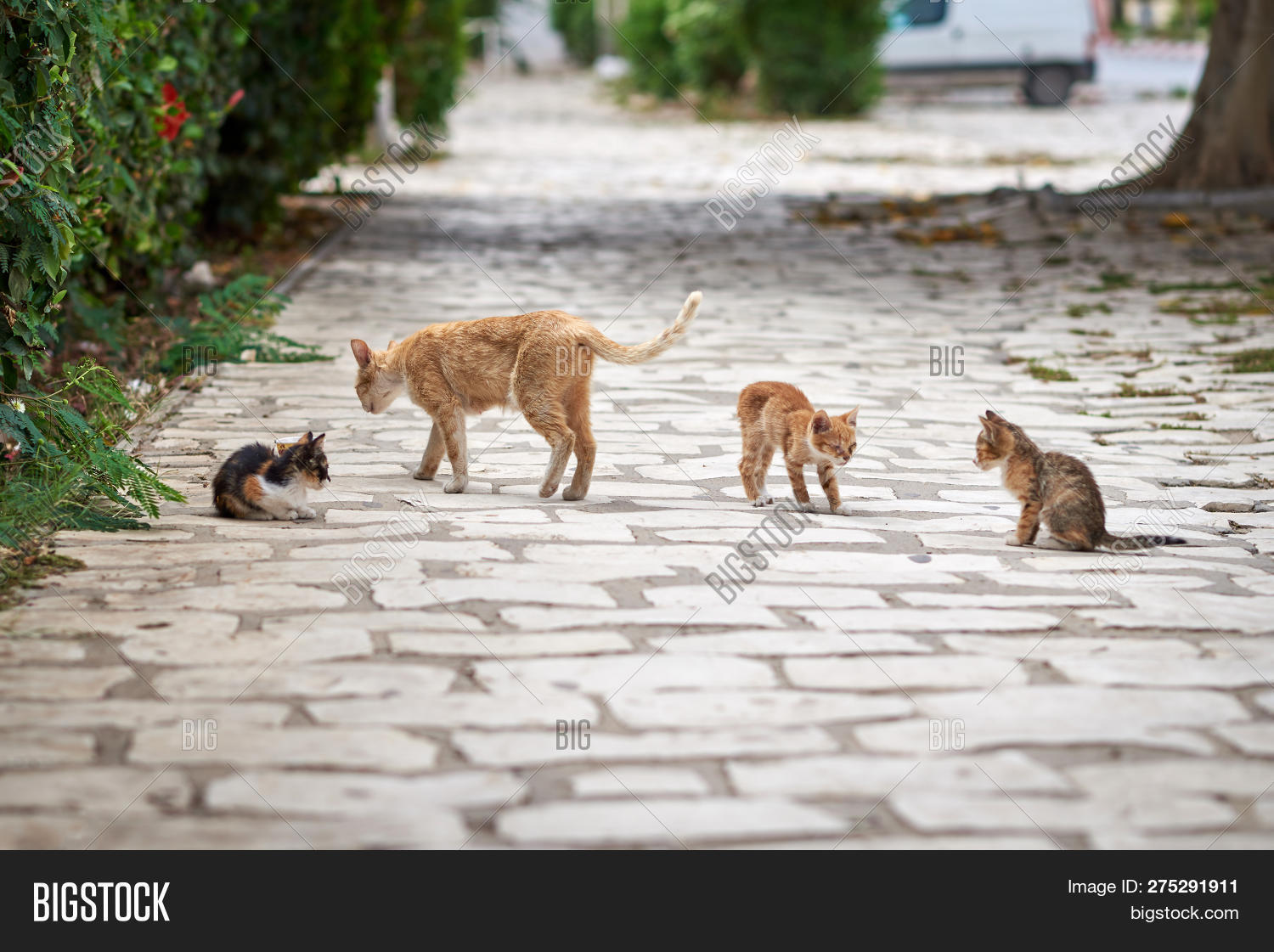 Vagrant Animals. Cat Image & Photo (Free Trial) | Bigstock