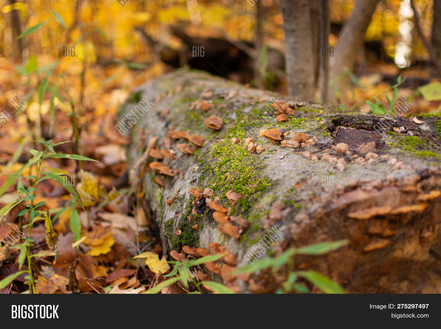 Log On The Ground