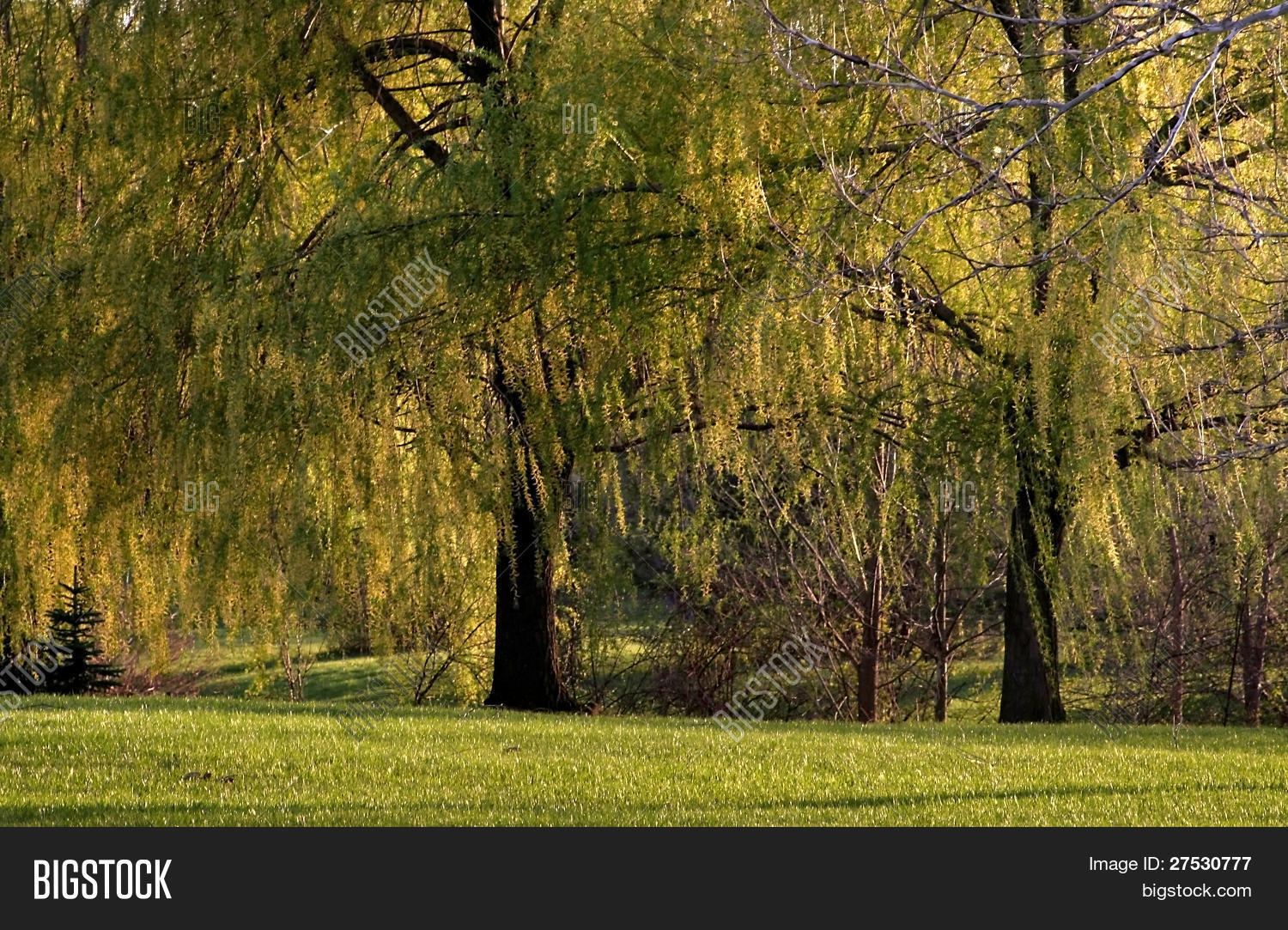 Willow Trees Walk Way Image & Photo (Free Trial) | Bigstock