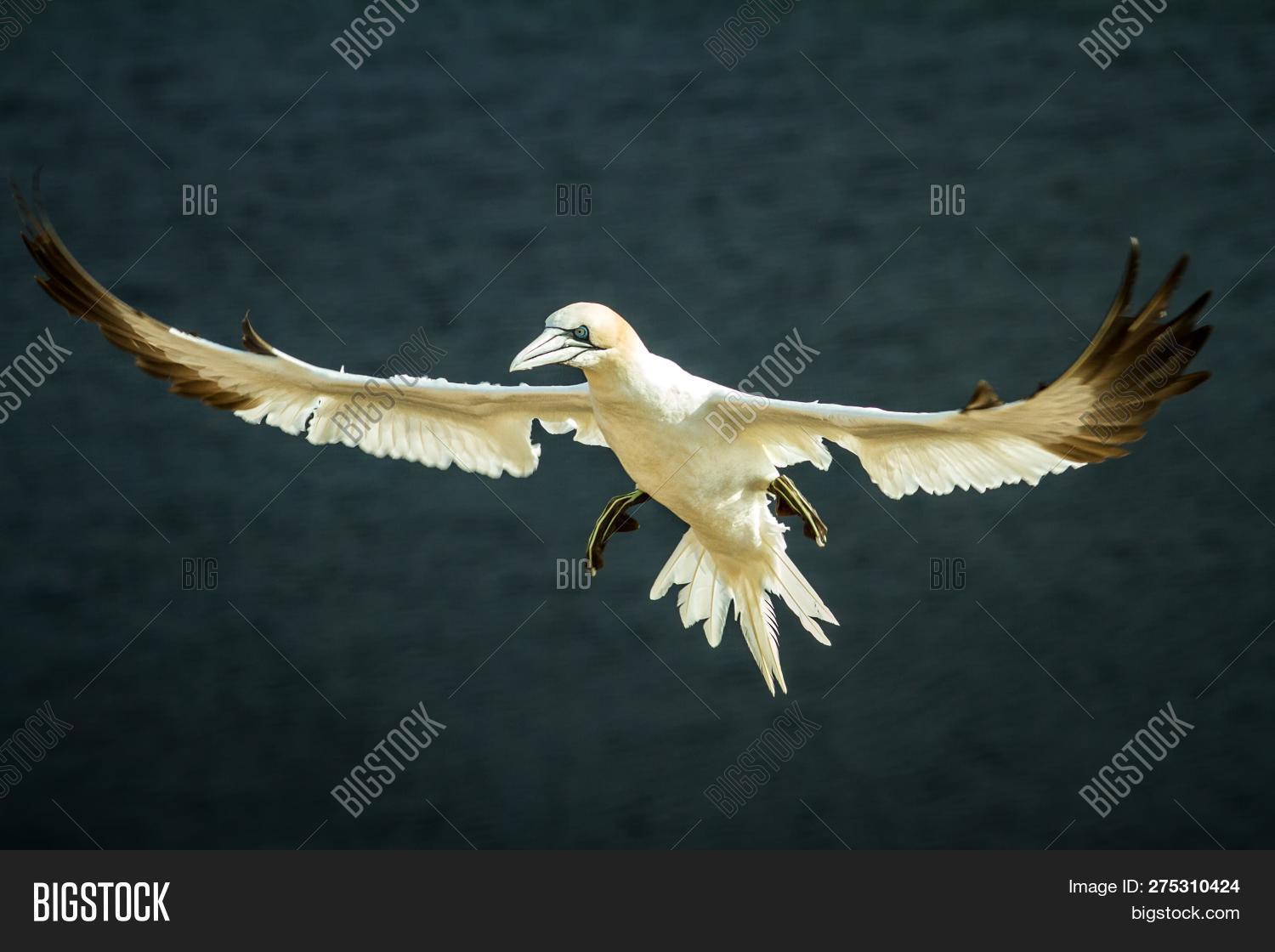 Northern Gannet (morus Image & Photo (Free Trial) | Bigstock
