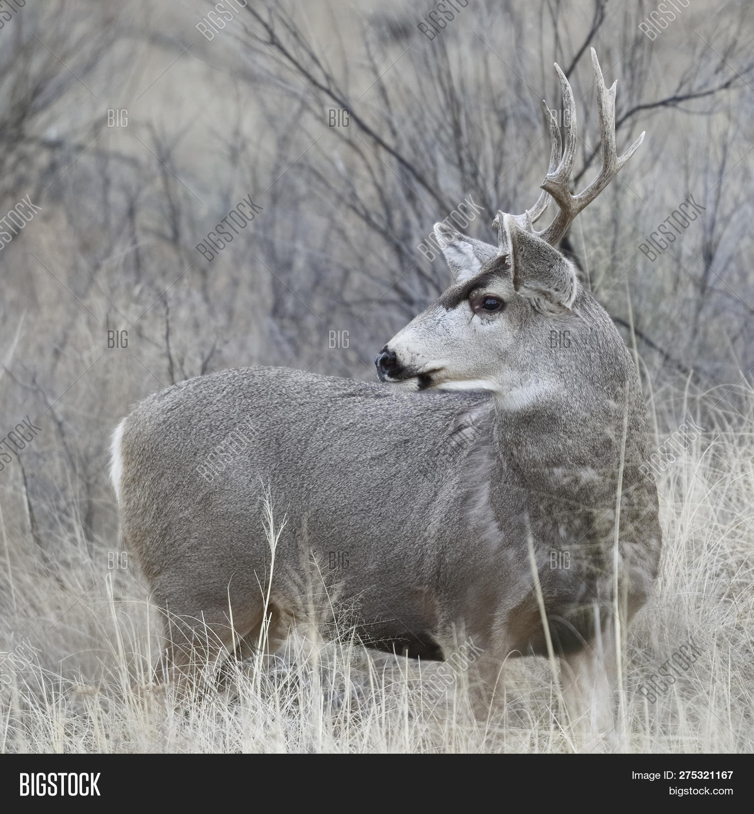 Male Mule Deer ( Image & Photo (Free Trial) | Bigstock