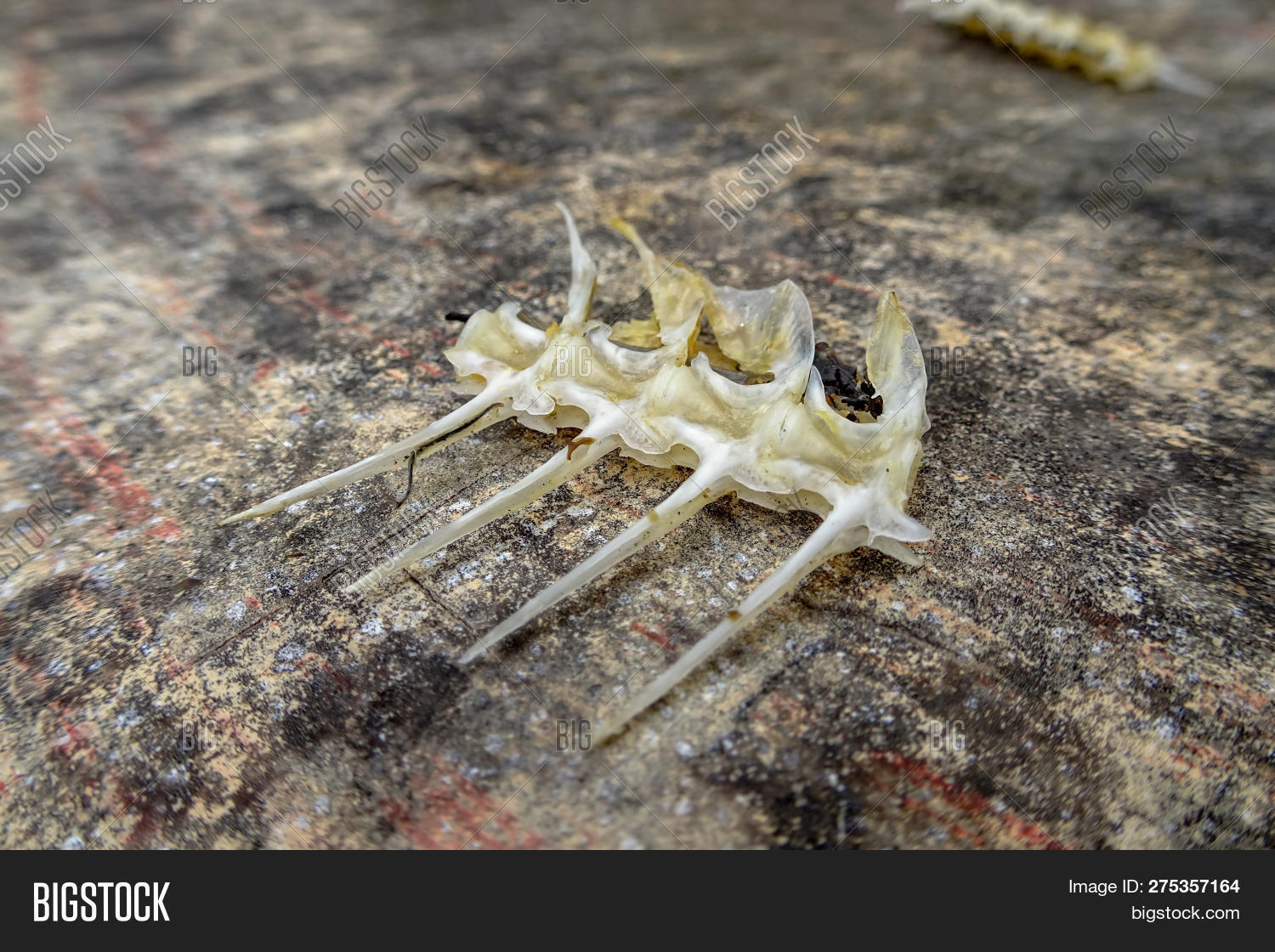 Fishbone Background On Image & Photo (Free Trial) | Bigstock