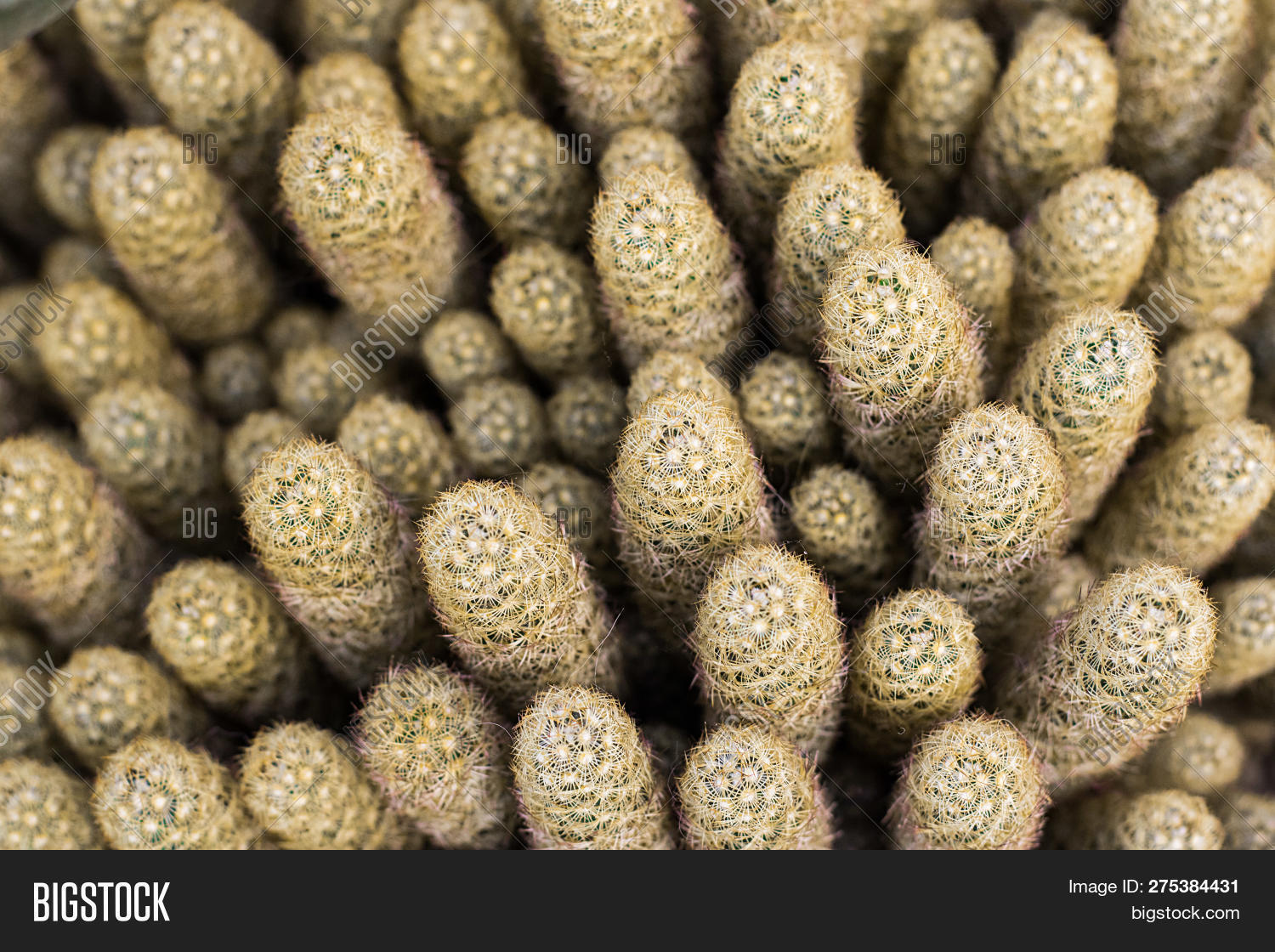 Yellow Columns Cactus Image & Photo (Free Trial) | Bigstock